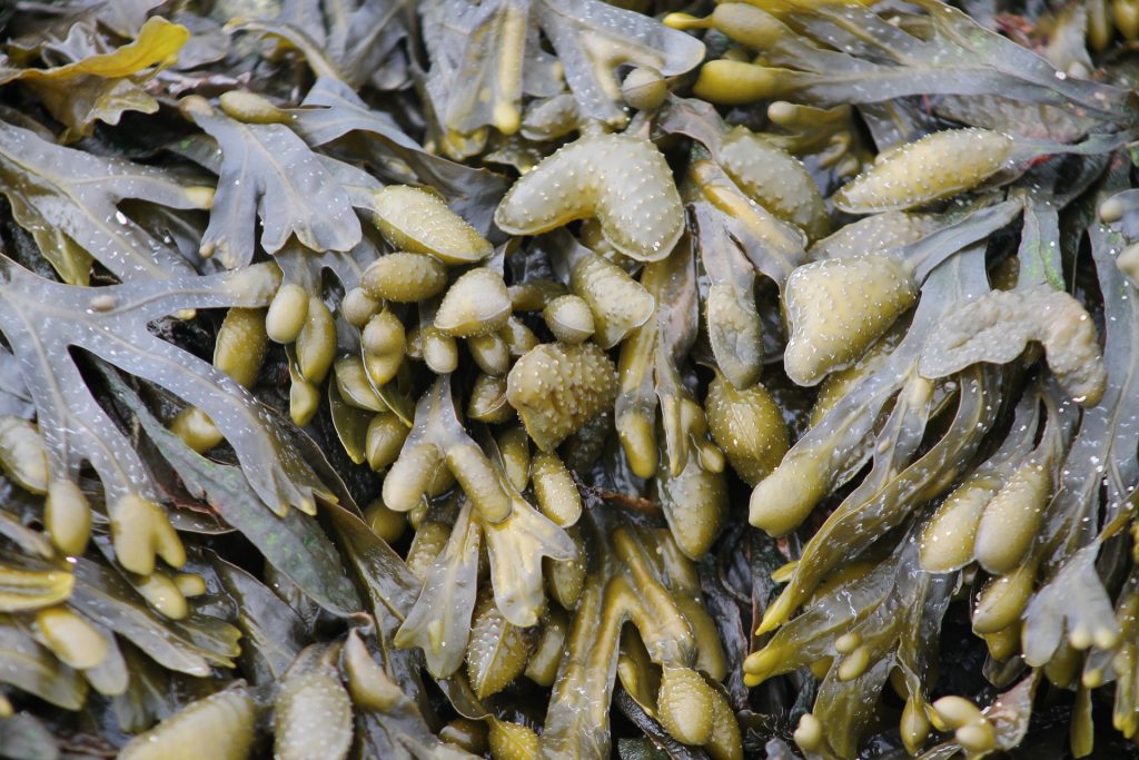 Fucus vesiculosus - Success Club Professional